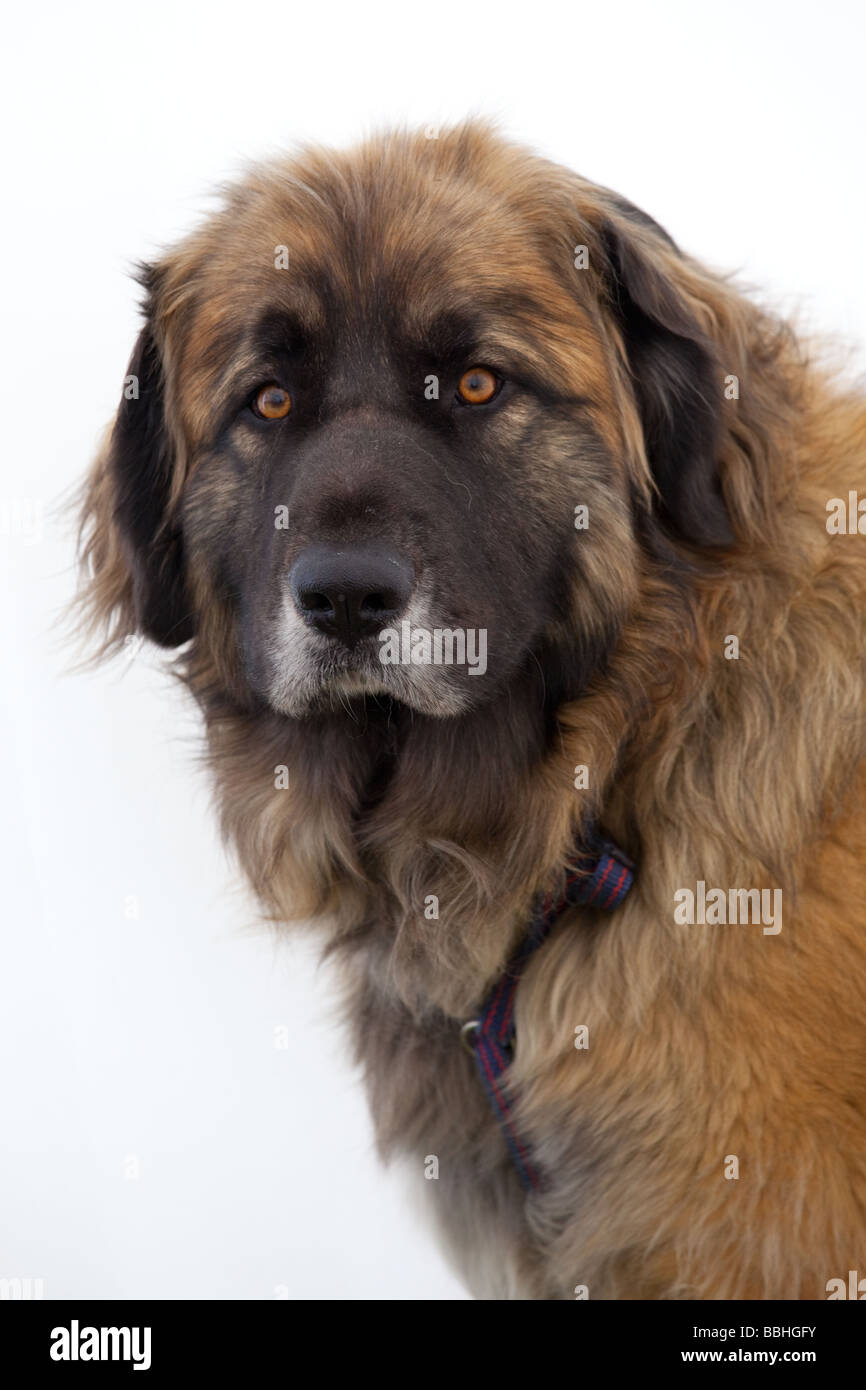 Dog Leonberger High Resolution Stock Photography and Images - Alamy