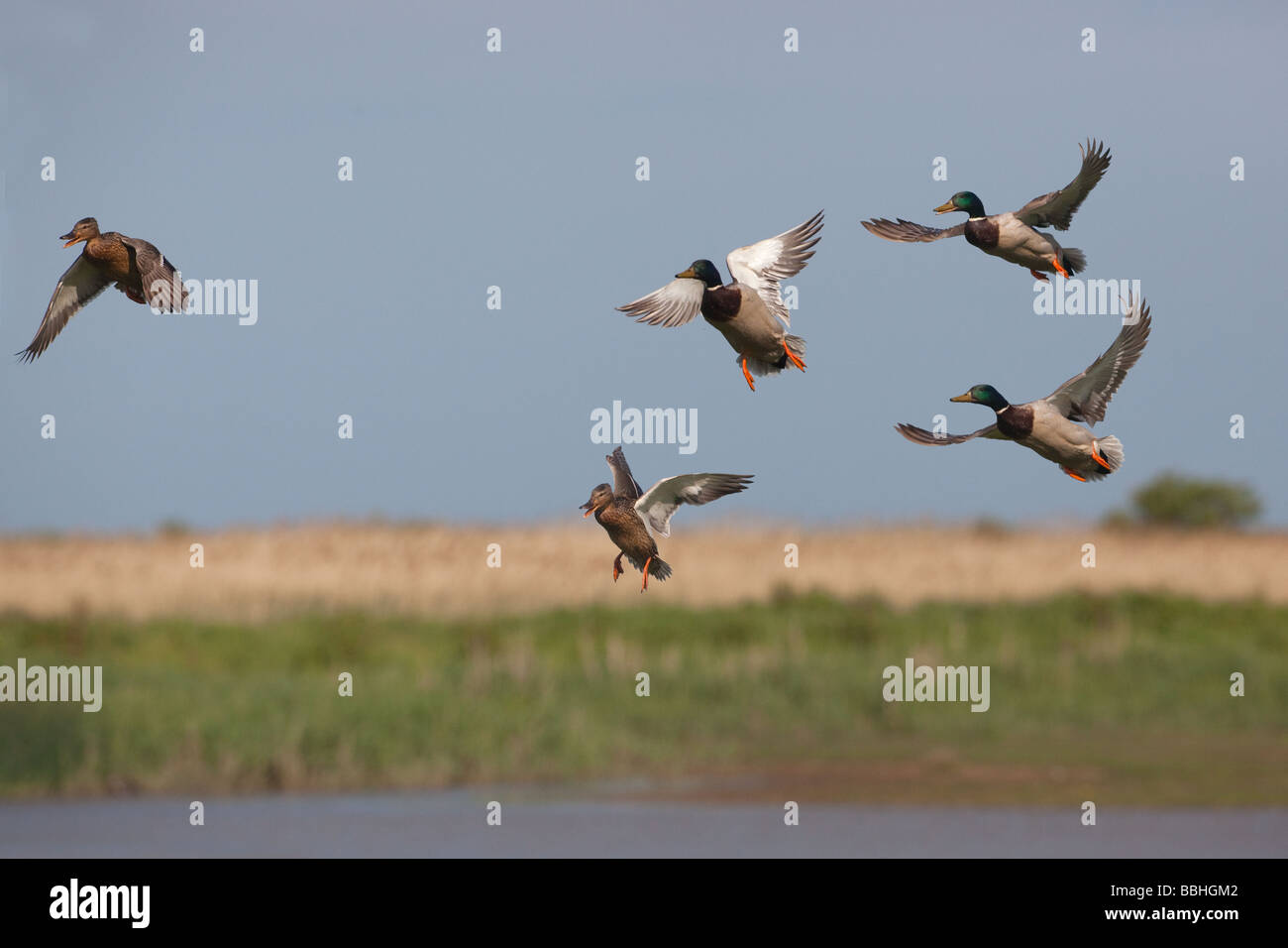 Mallards in flight hi-res stock photography and images - Alamy