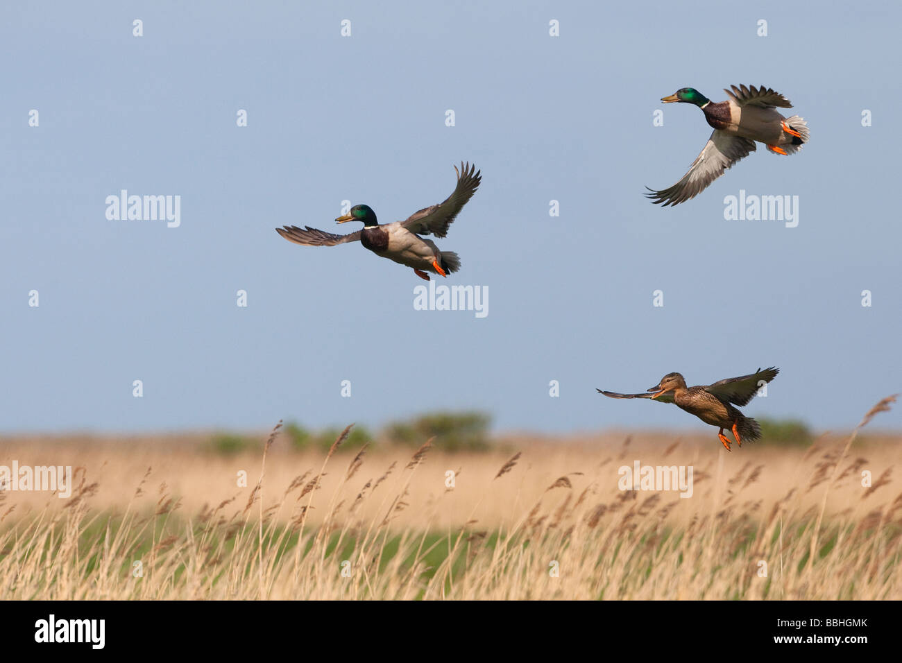 Breeding pair of mallards hi-res stock photography and images - Alamy