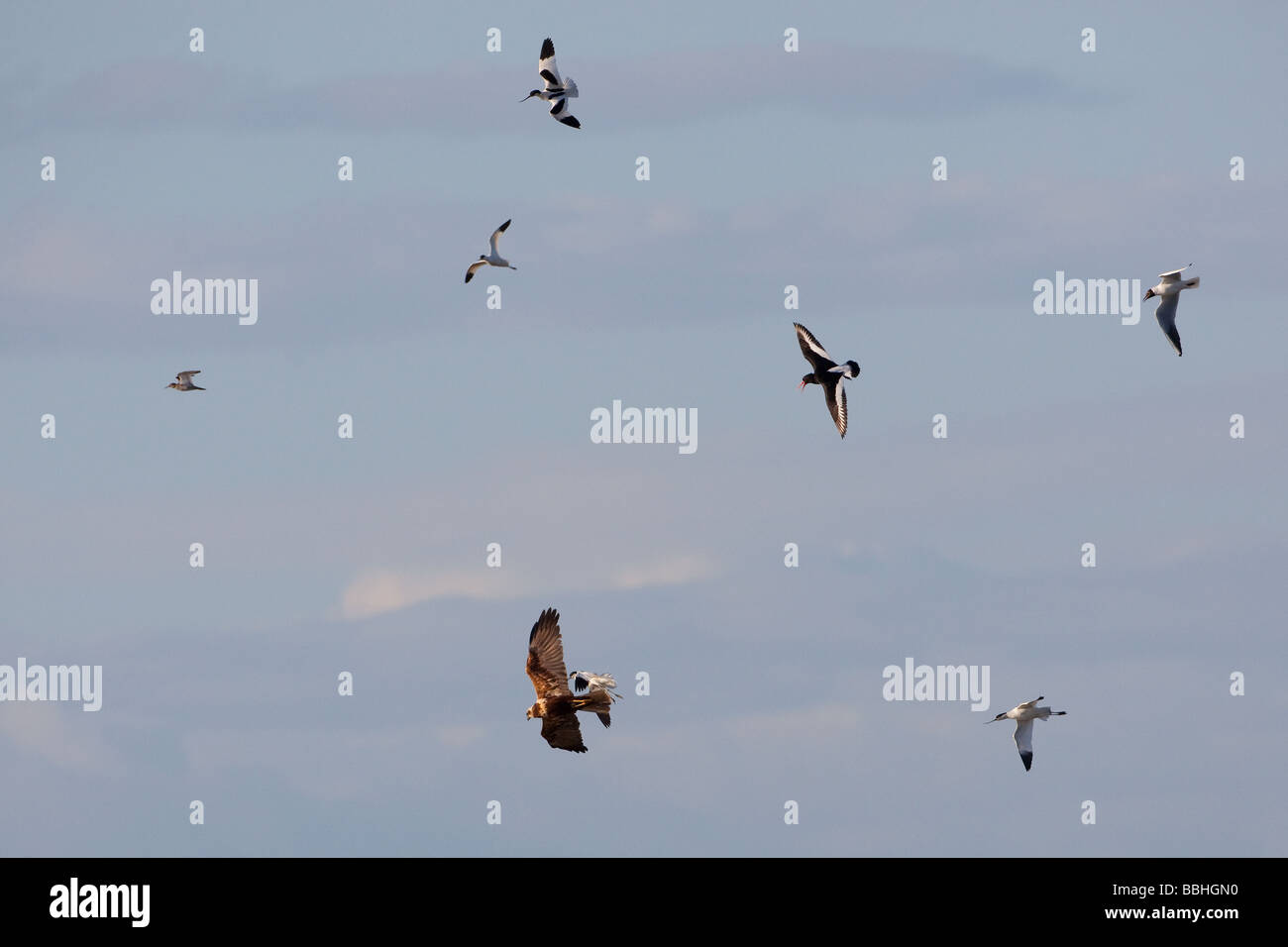 Birds mobbing hi-res stock photography and images - Alamy