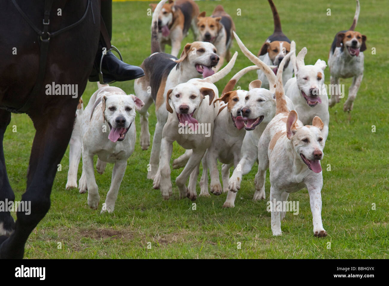 Hound dogs running hi-res stock photography and images - Alamy