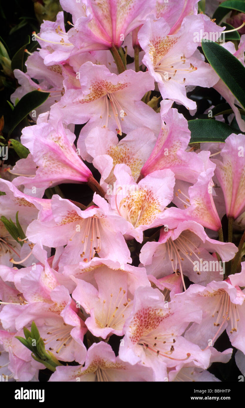 Rhododendron 'Cunningham's Blush' pink flower flowers garden plant ...