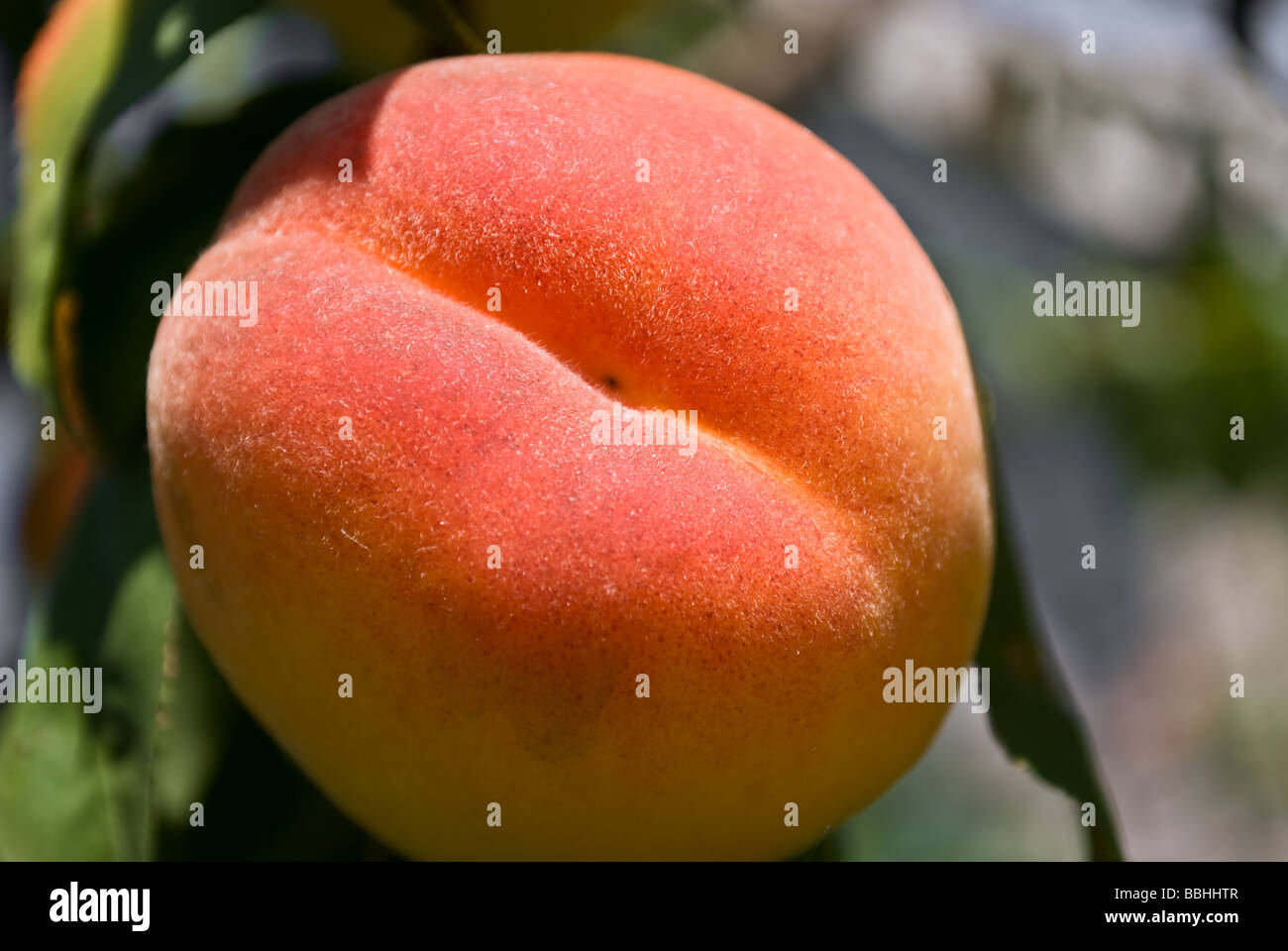fruit peach. Close-up Stock Photo - Alamy