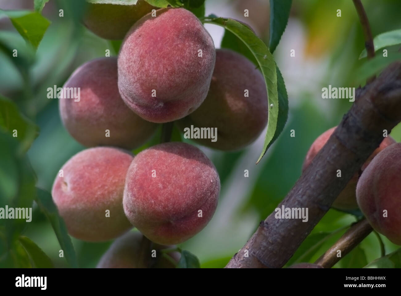 fruit peach. Close-up Stock Photo - Alamy