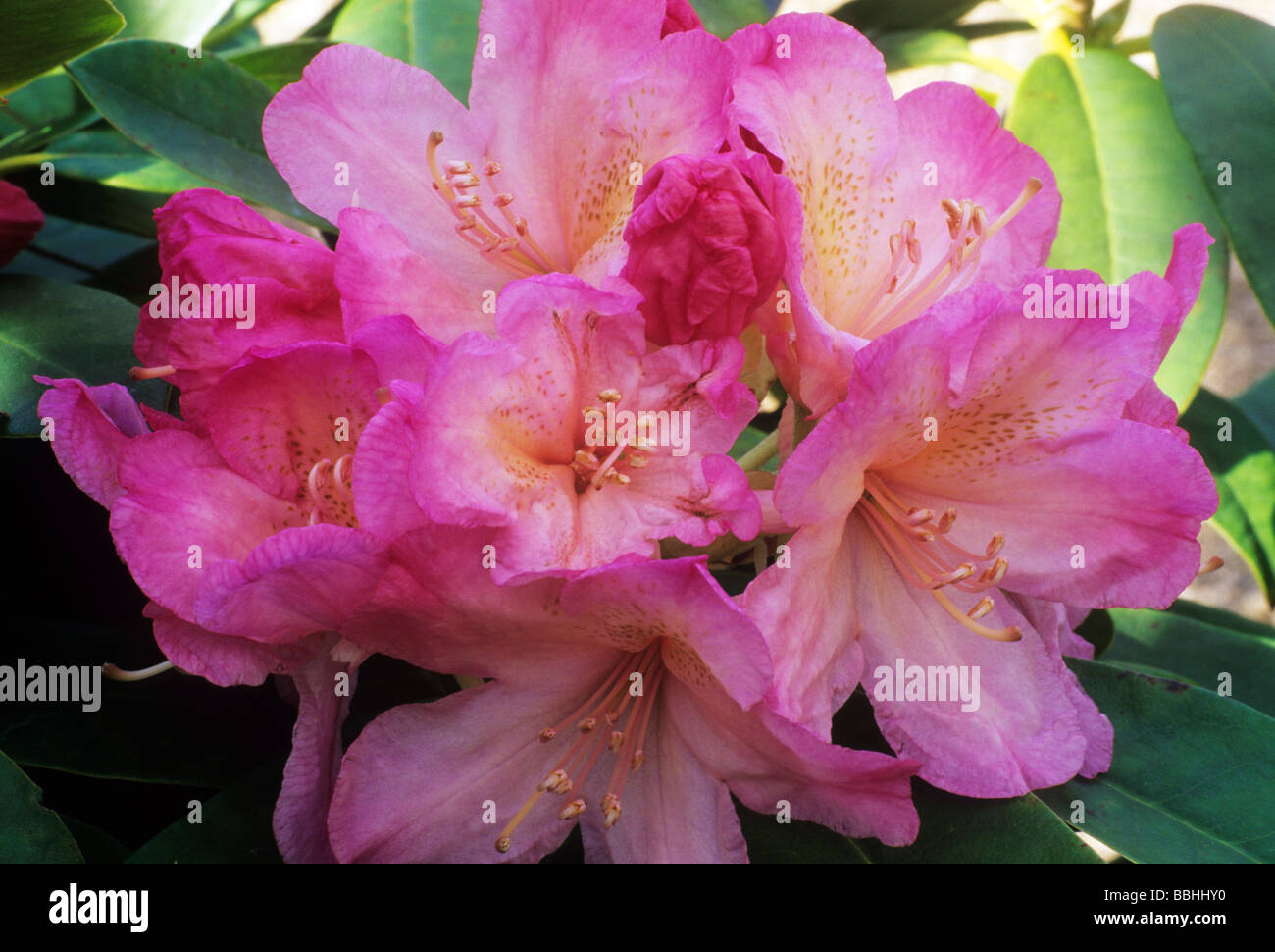 Rhododendron percy wiseman hi-res stock photography and images - Alamy