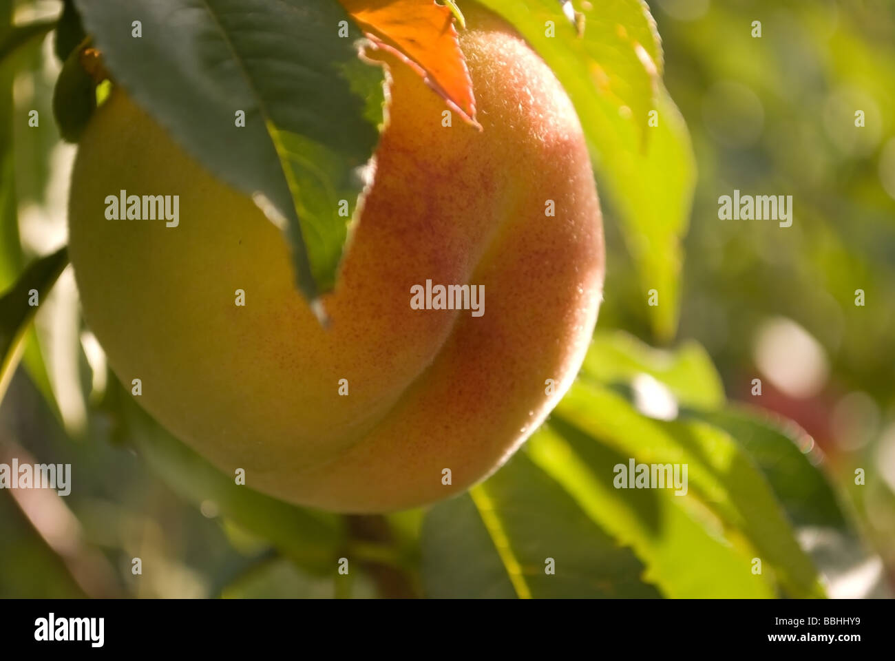 fruit peach. Close-up Stock Photo - Alamy