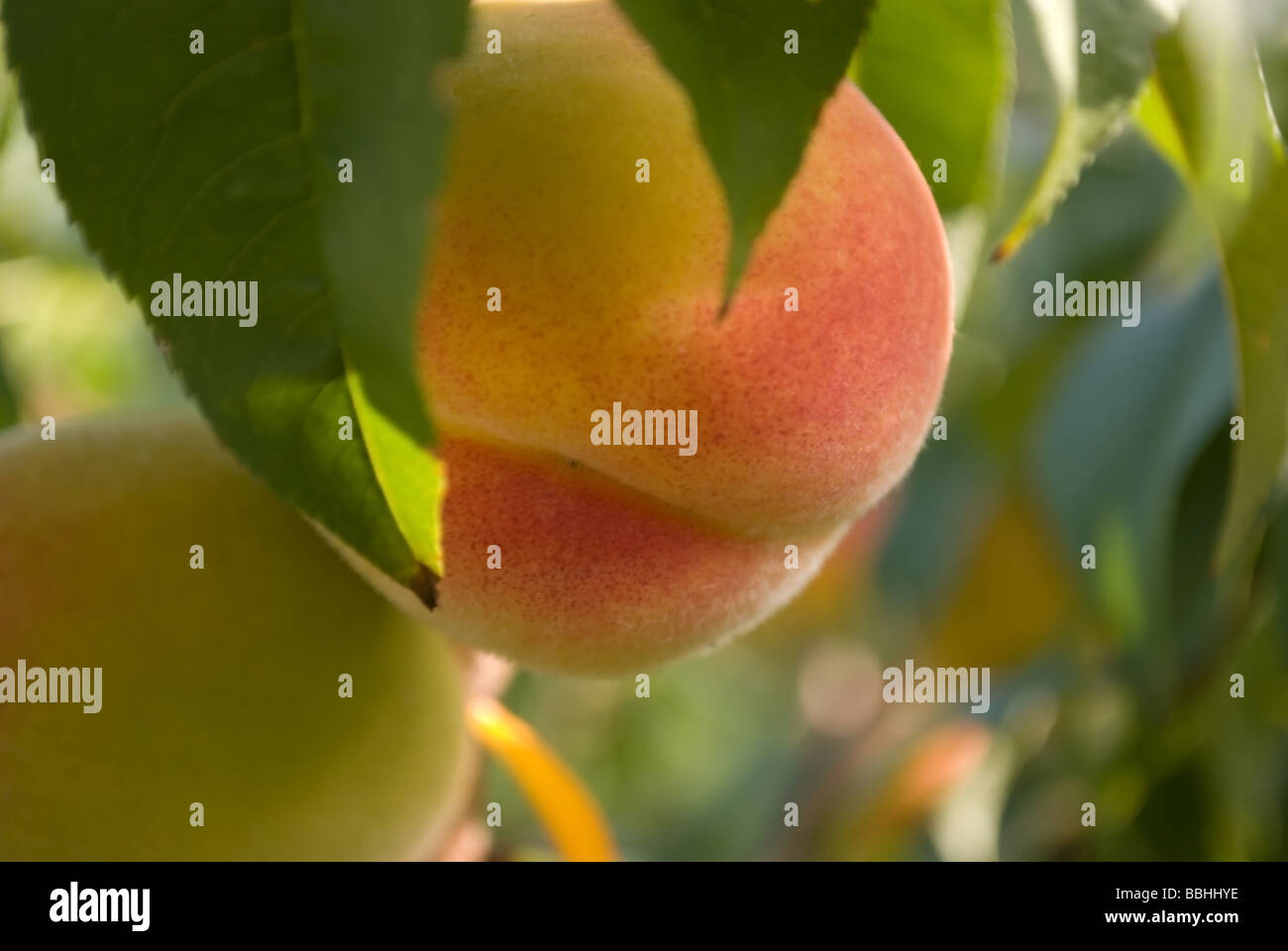 Close up deciduous peach tree hi-res stock photography and images - Alamy