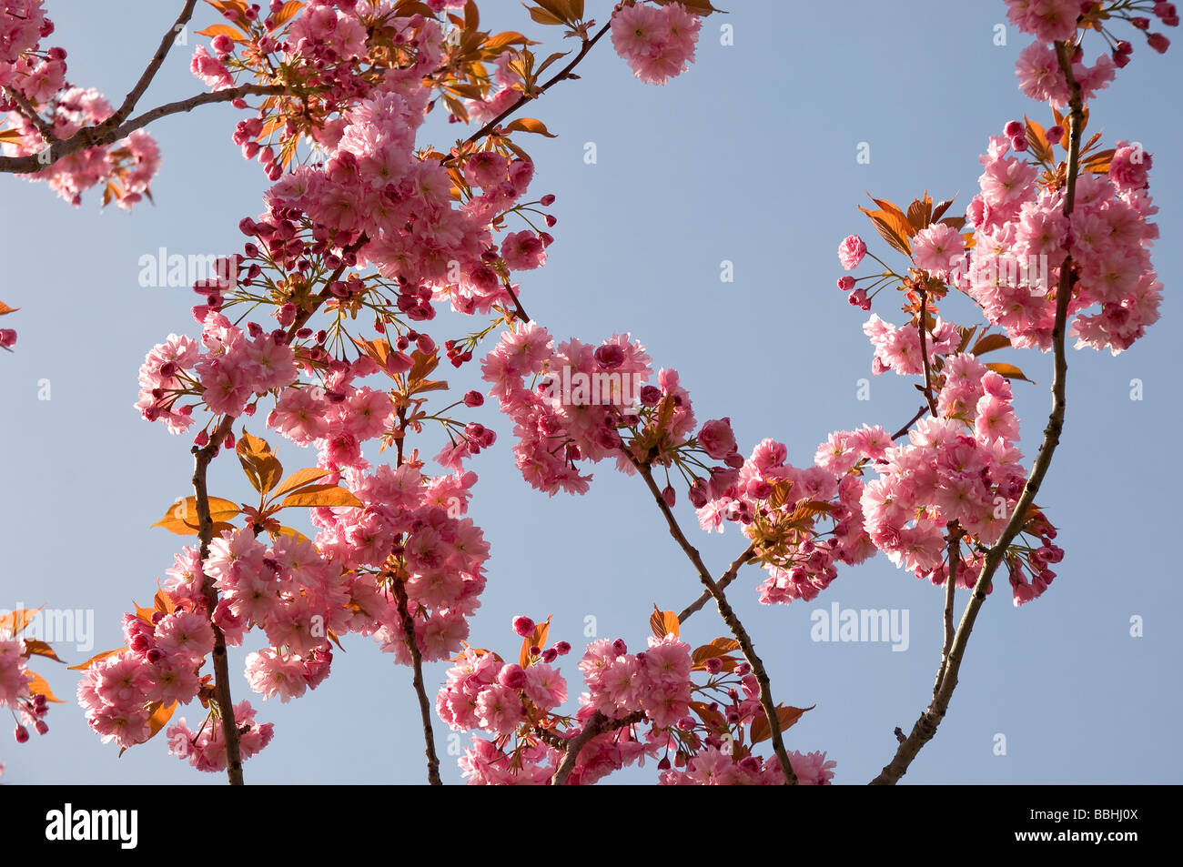 Blossom uk trees hi-res stock photography and images - Alamy