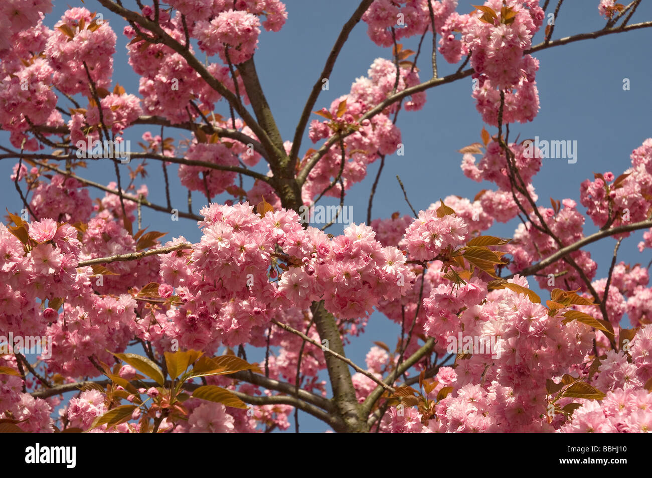 Blossom trees britain hi-res stock photography and images - Alamy