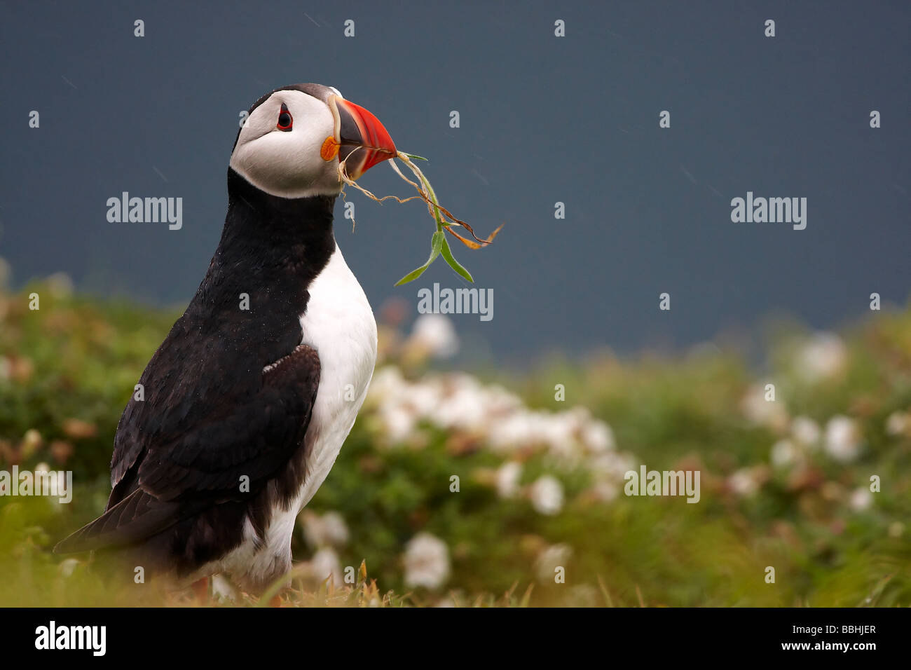 Skomer puffin watching hi-res stock photography and images - Alamy