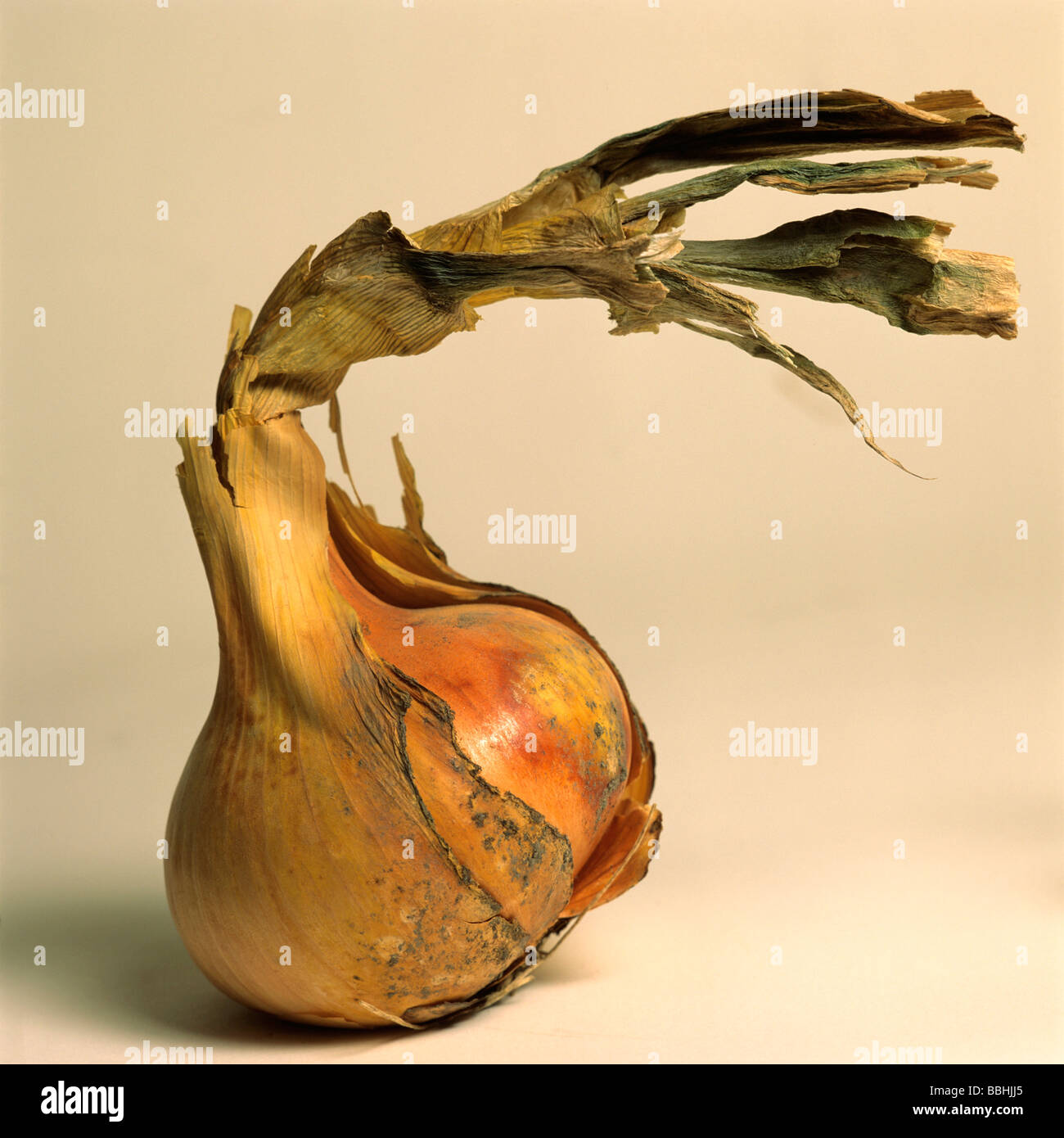 Allium cepa photo hi-res stock photography and images - Alamy