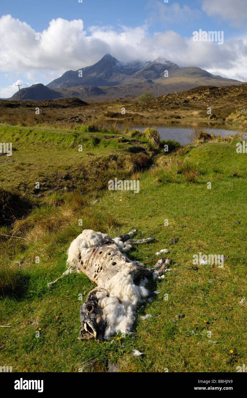 Dead sheep, Isle of Skye, Scotland Stock Photo - Alamy