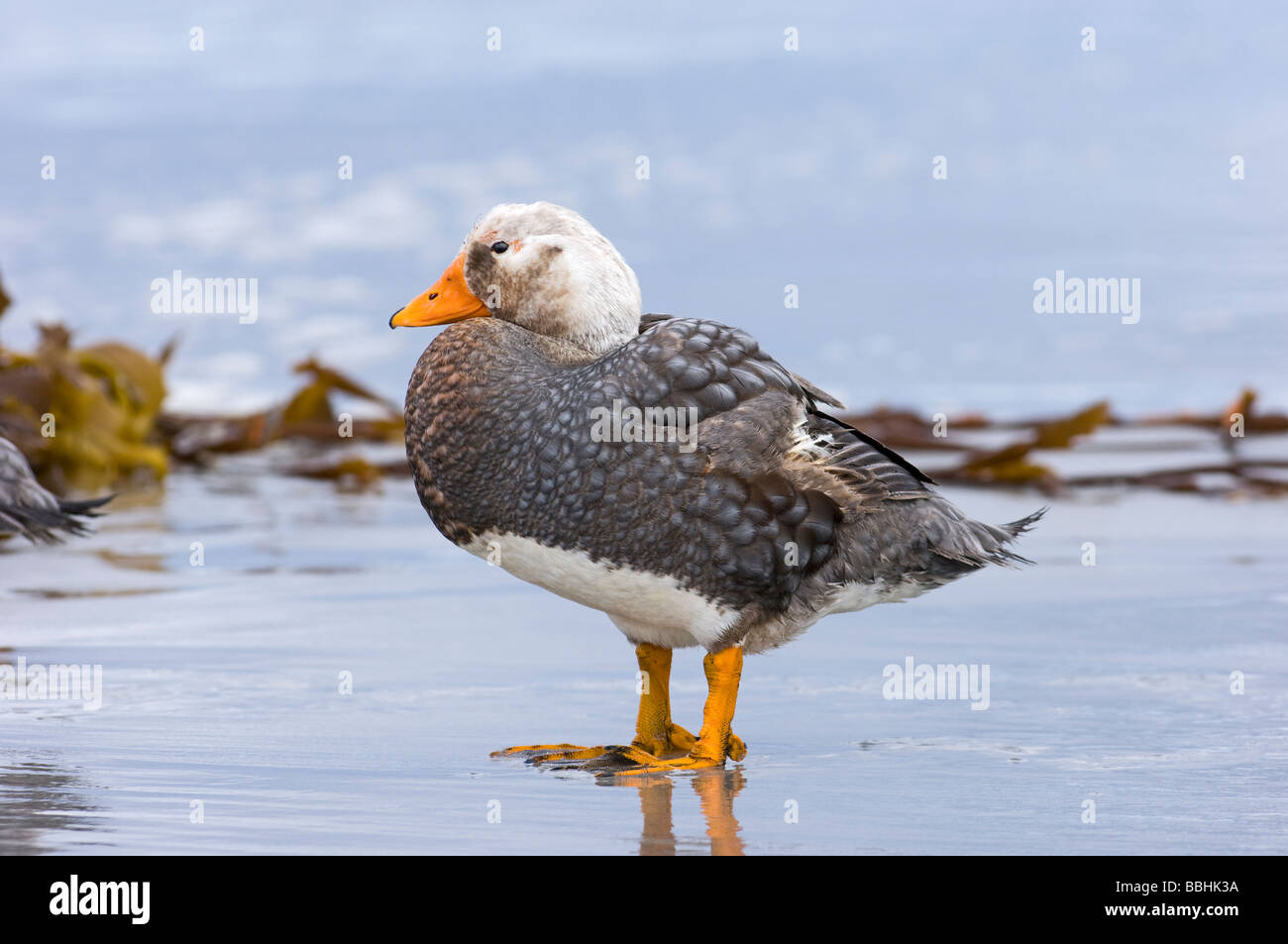 Falkland Flightless Steamer Duck Tachyeres brachypterus male Sea Lion ...