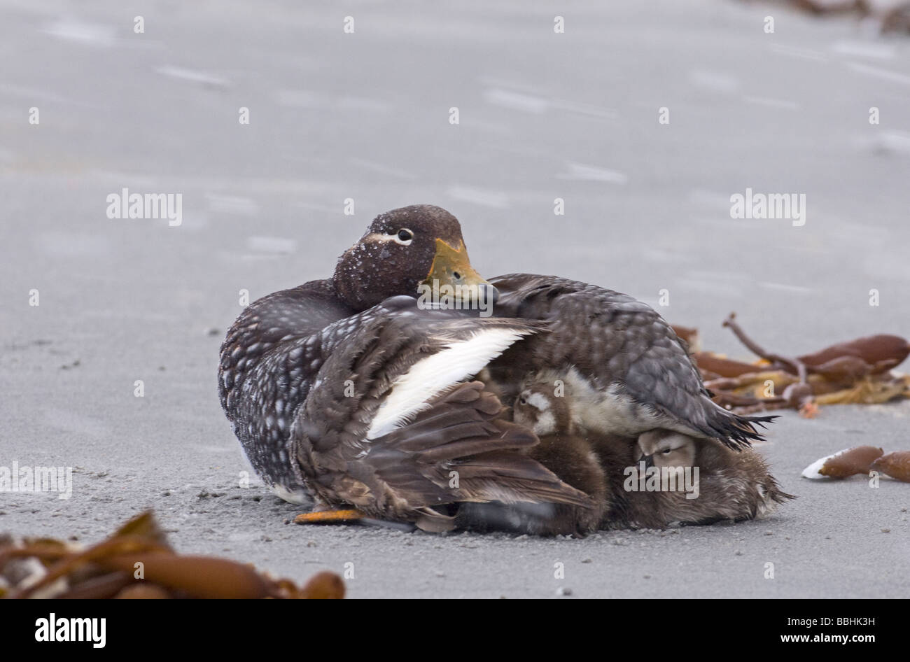 Falkland Flightless Steamer Duck Tachyeres brachypterus female with ...