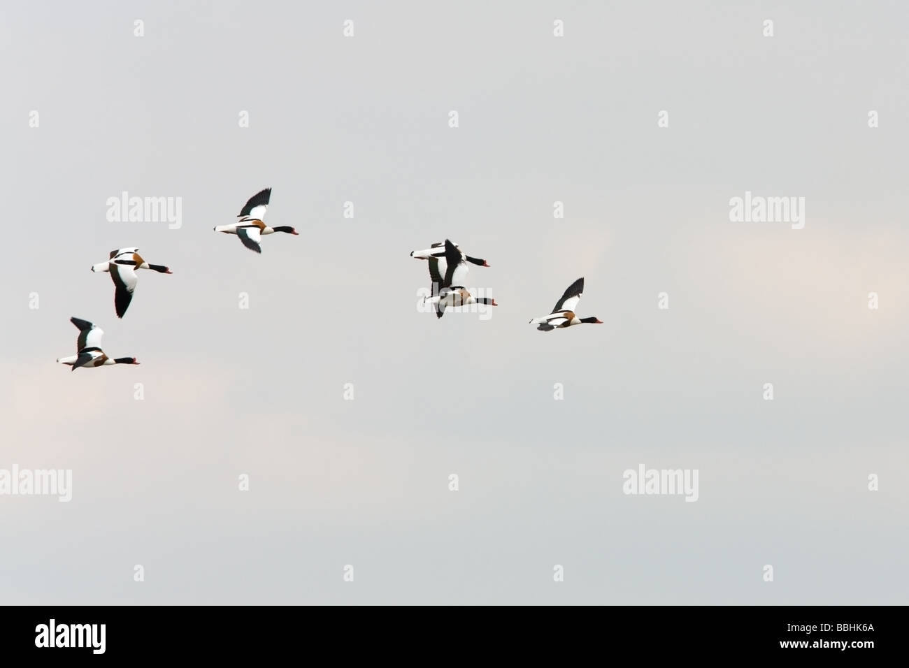 Six birds hi-res stock photography and images - Alamy