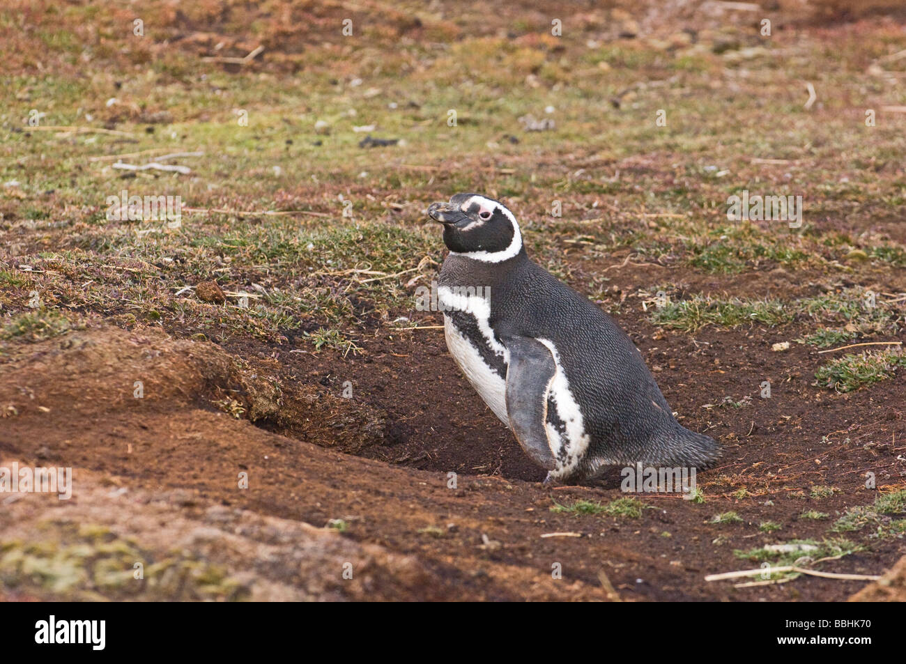 Magellanic Penguin Spheniscus magellanicus at nest burrow Sea Lion ...