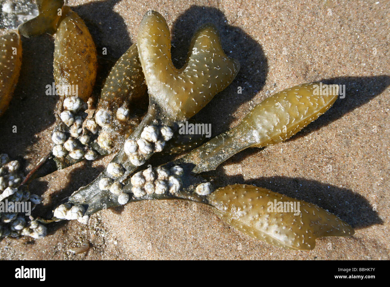 Fronds Of Spiral Wrack Covered In The Invasive Darwin's Barnacle ...