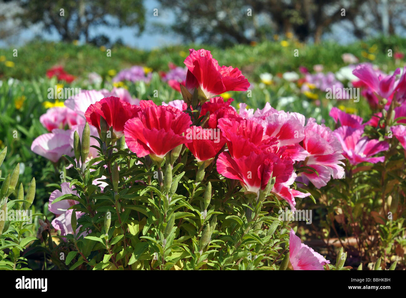 The israeli spring hi-res stock photography and images - Alamy