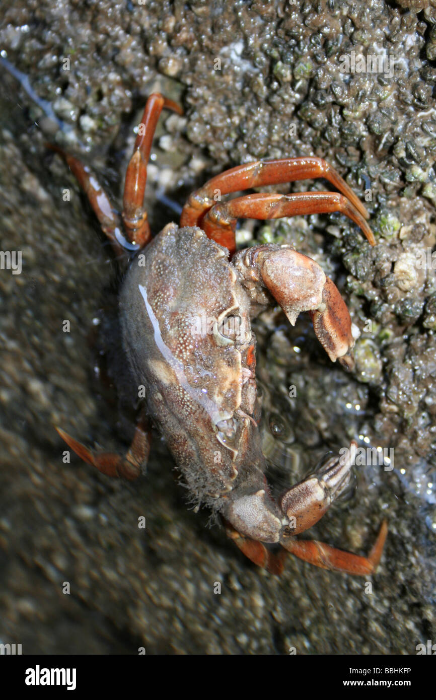 Half submerged crab hi-res stock photography and images - Alamy