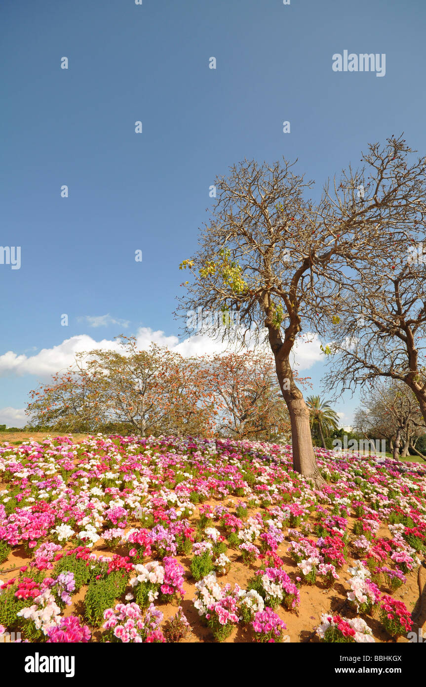 Israeli spring wild flowers Stock Photo - Alamy