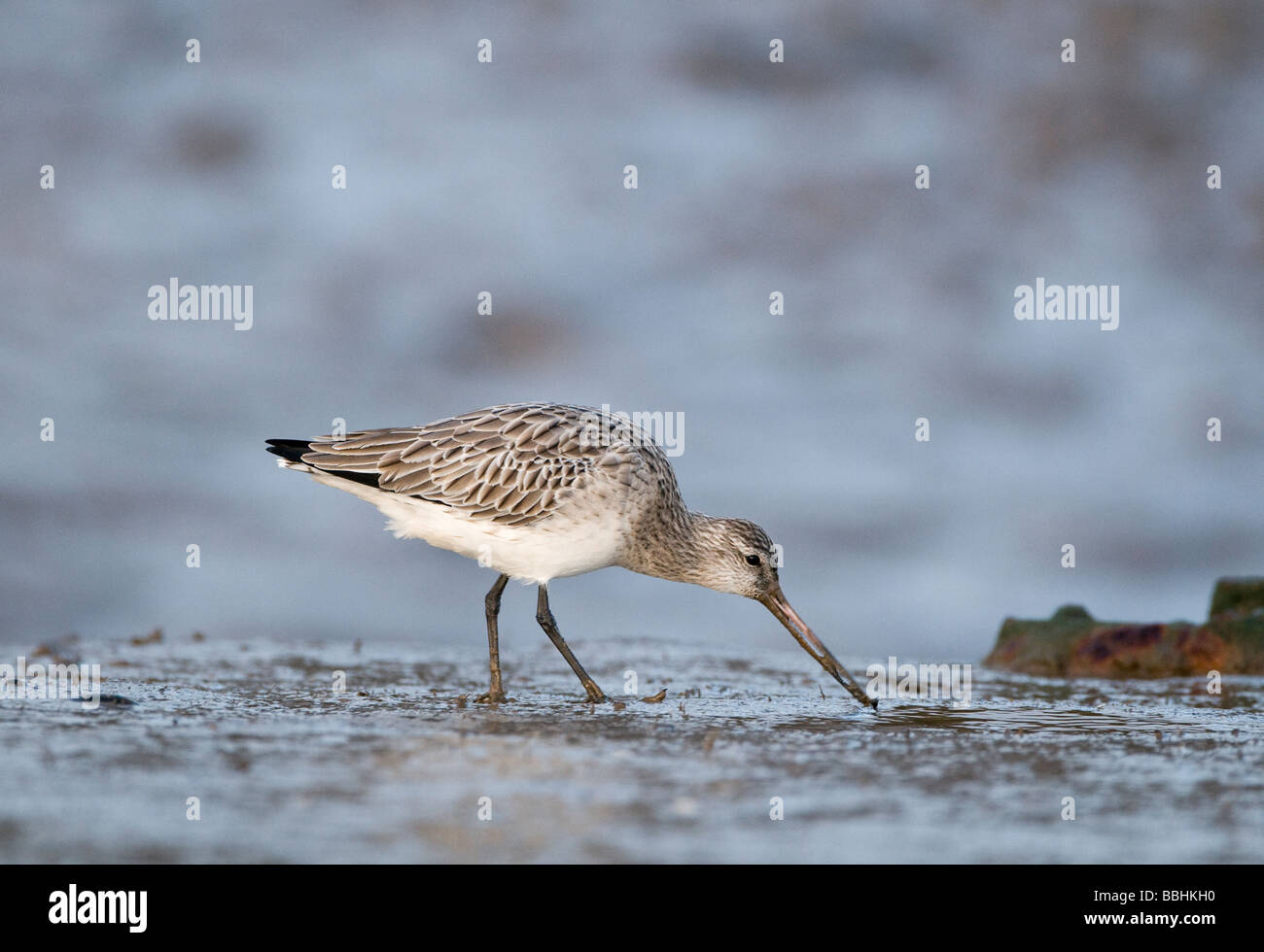 Bar tailed Godwit Limosa lapponica feeding on ragworm Norfolk January ...