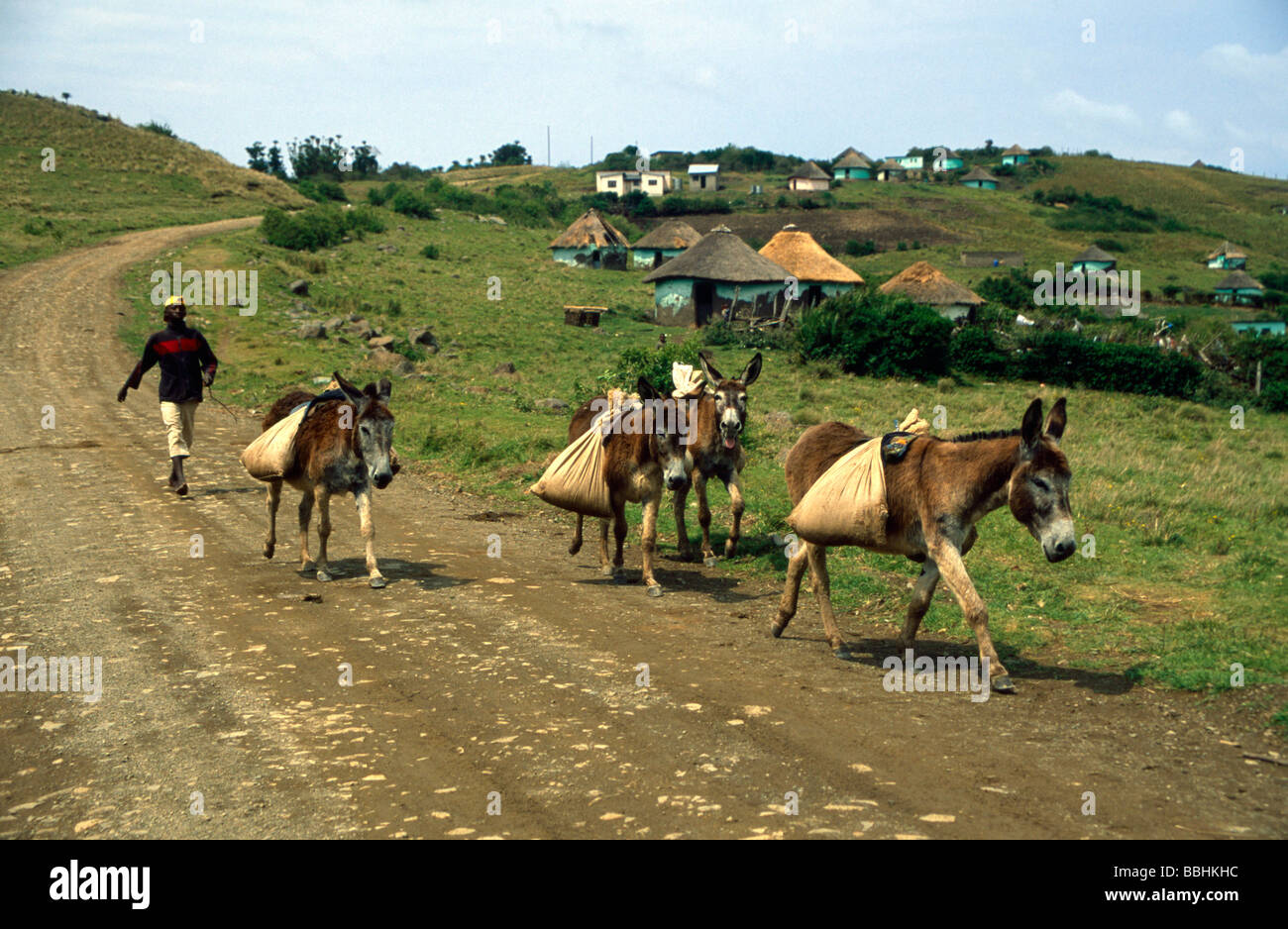 Donkeys carrying loads near Umtata River mouth Wild Coast Transkei ...