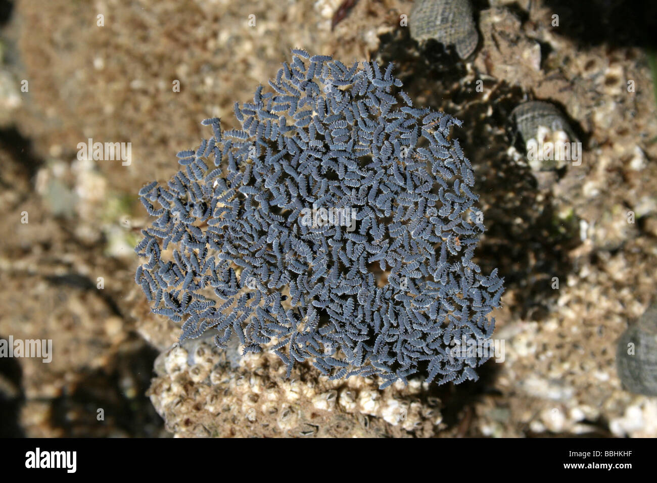 Swimming pool invasion : r/bugidentification