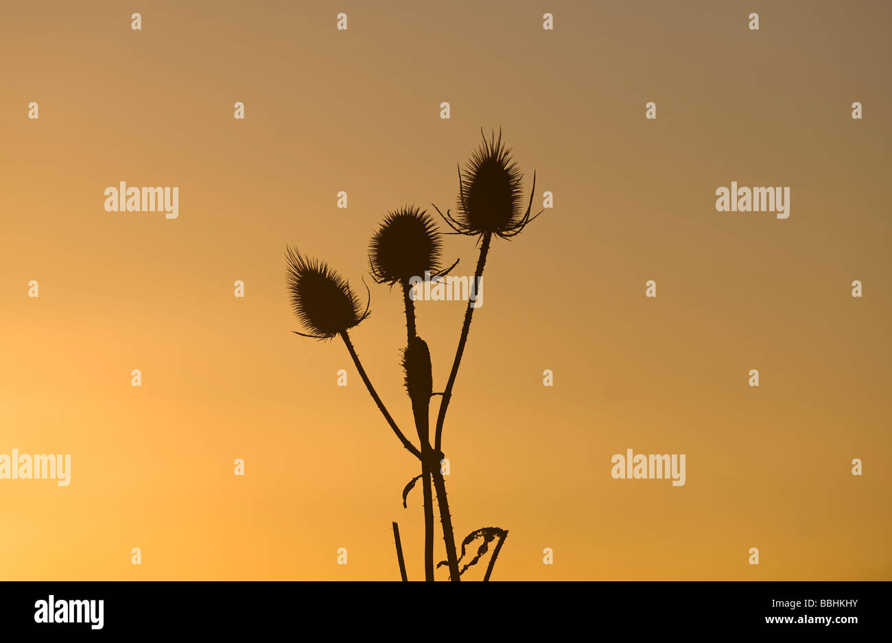 Teazel teasel silhouette plant hi-res stock photography and images - Alamy