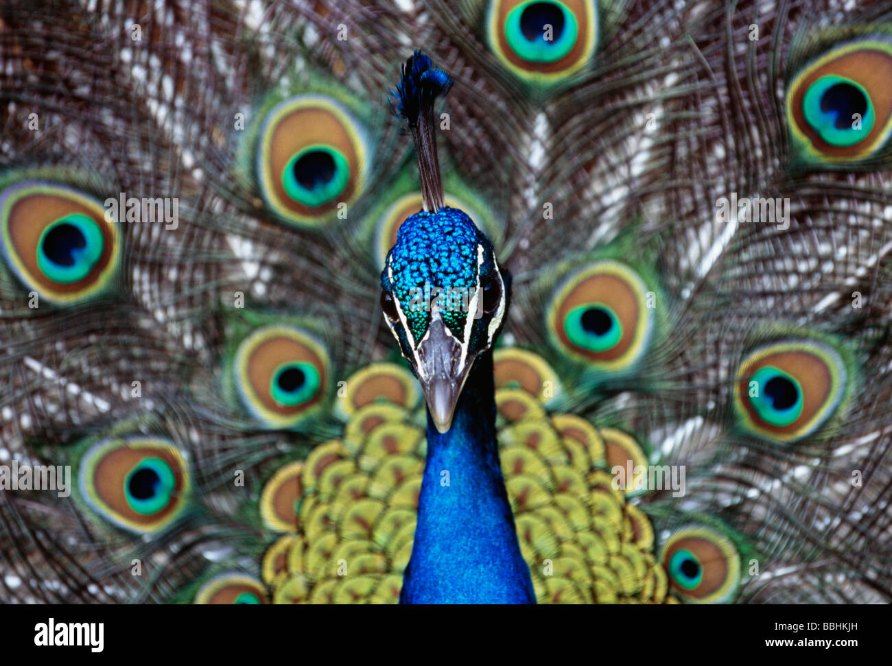 Peacock in display Ranthambore India Stock Photo - Alamy