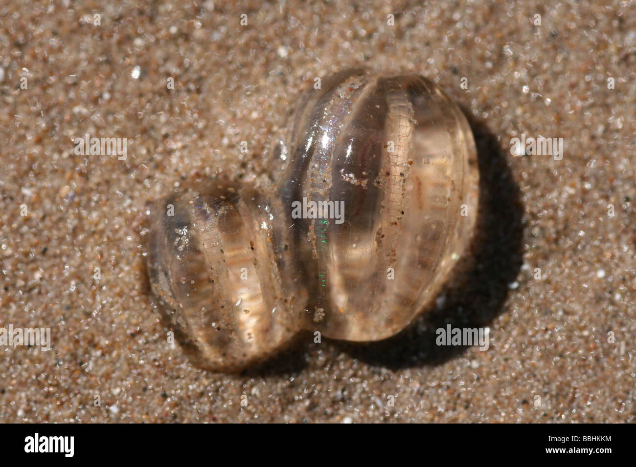 Two Sea Gooseberries Pleurobrachia pileus Stranded On the Beach at New ...