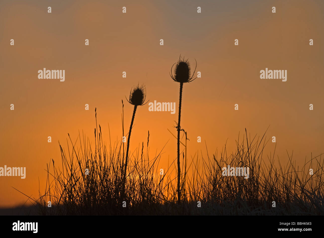 Teazel teasel silhouette plant hi-res stock photography and images - Alamy