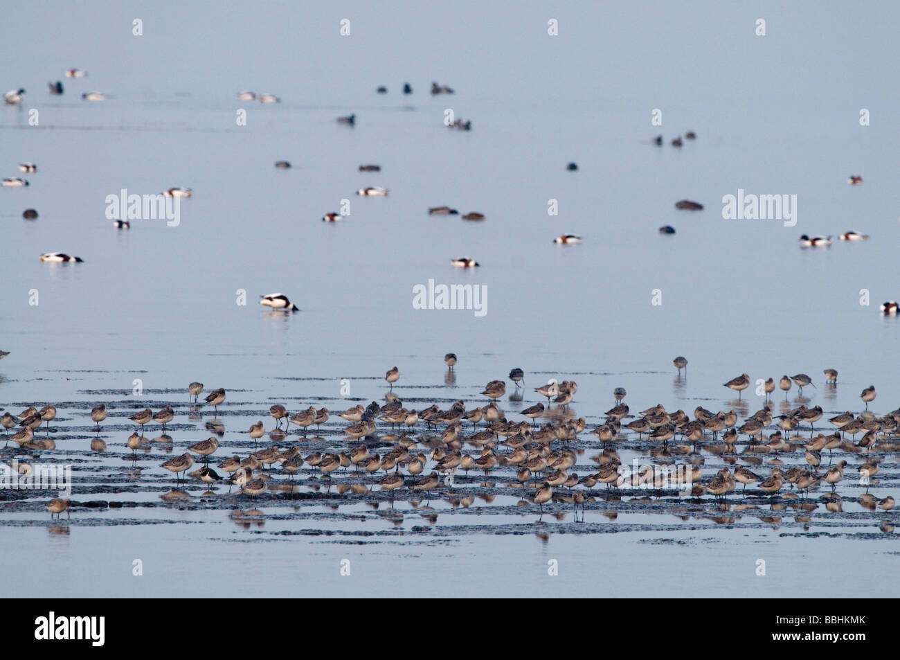 Various waders and wildfowl incl Bar tailed Godwits on The Wash at ...