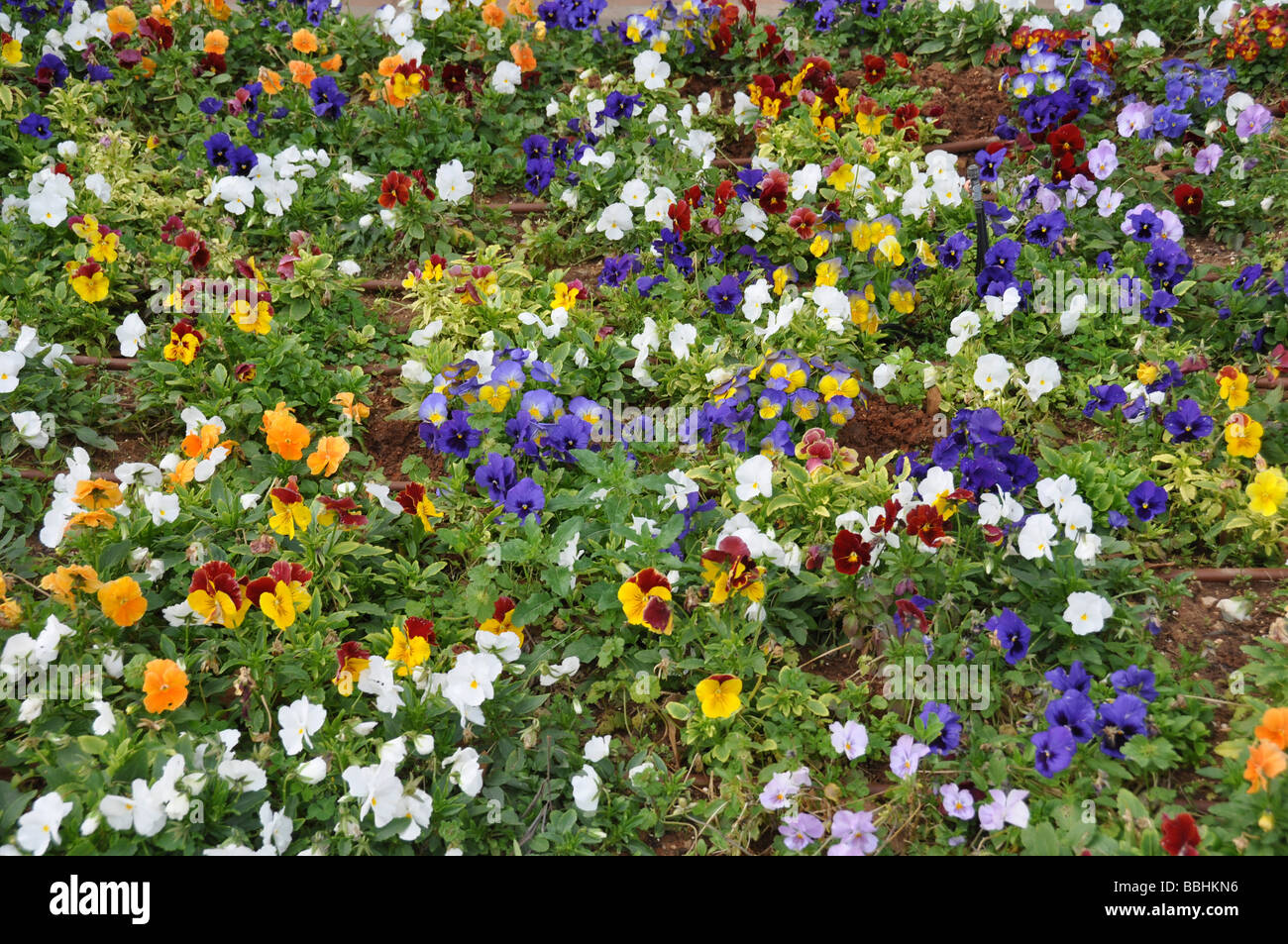 The israeli spring hi-res stock photography and images - Alamy