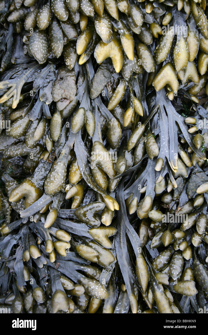 Spiral (a.k.a. Flat) Wrack Fucus spiralis Showing Swollen Reproductive ...