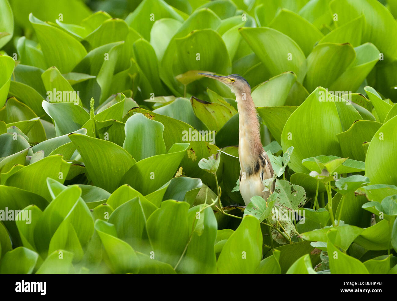 Yellow Bittern Ixobrychus sinensis Candaba Marsh Luzon Philippines ...
