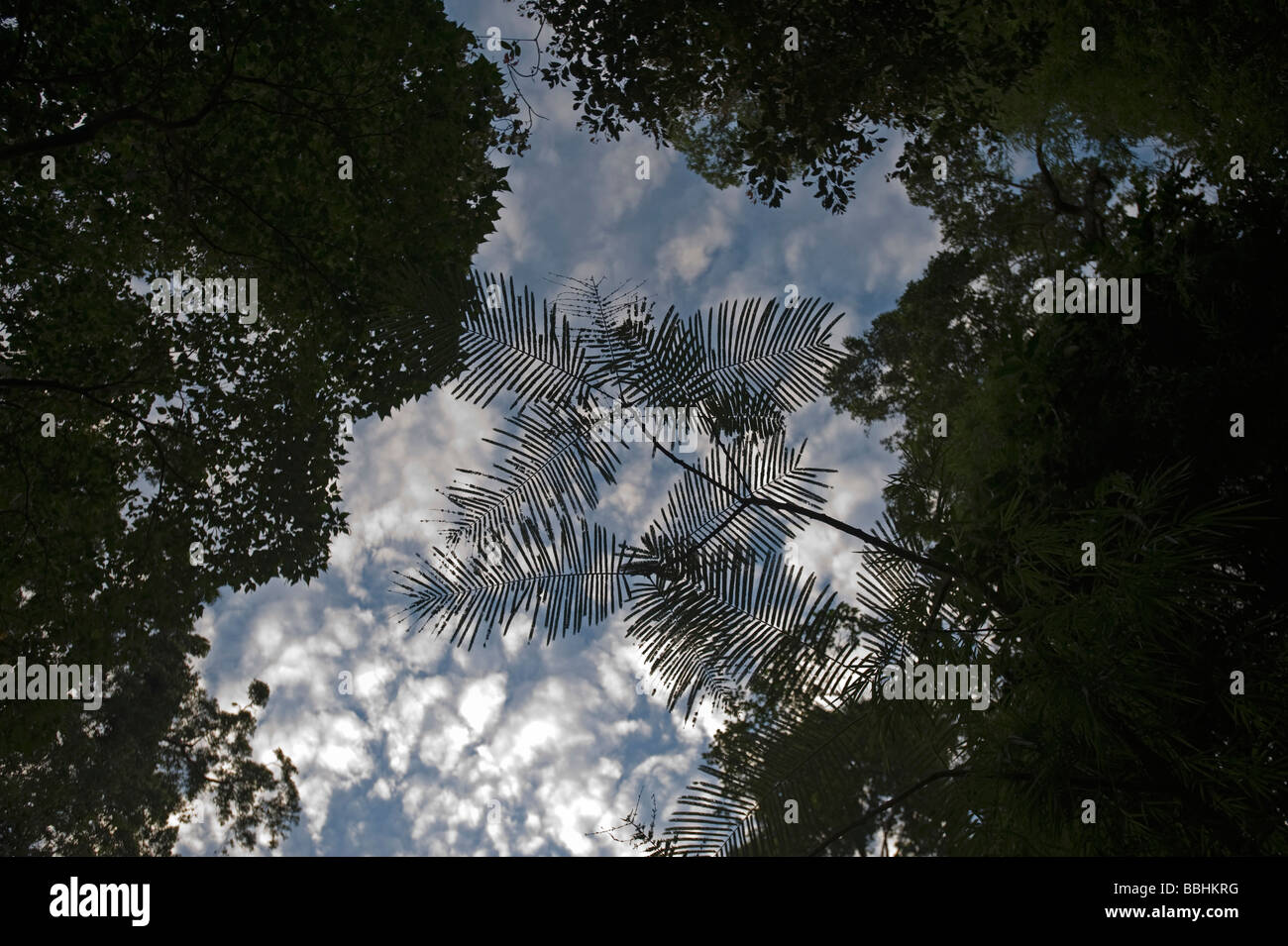 Lowland forest canopy trees subic luzon philippines hi-res stock ...