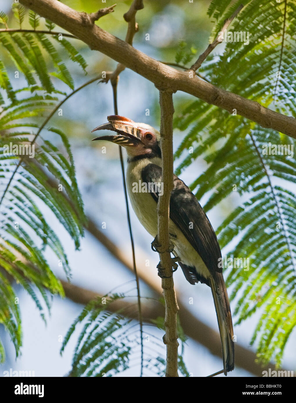 Tarictic hornbill penelopides manillae luzon philippines hi-res stock ...