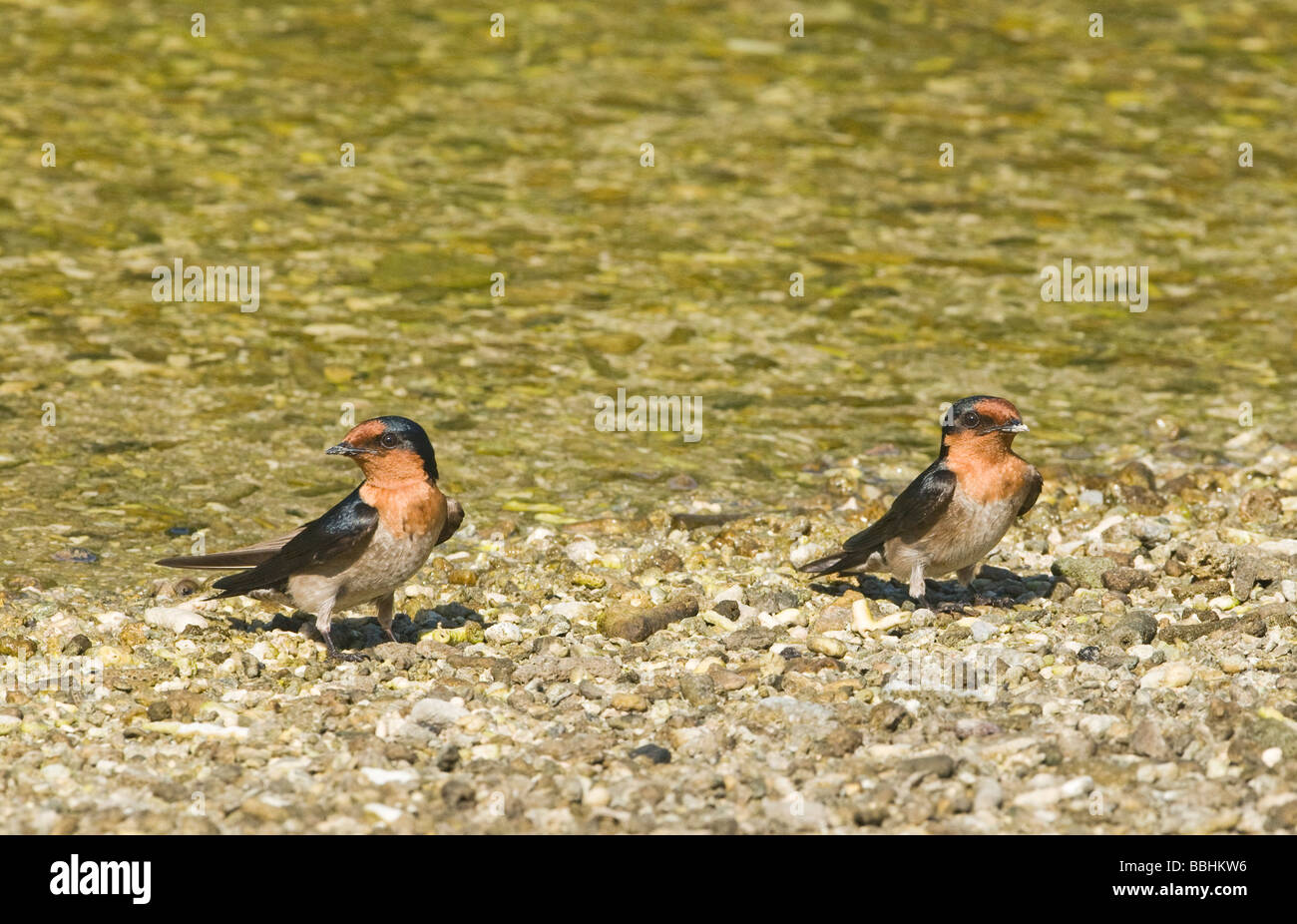 Pacific Swallow Hirundo tahitica Cebu Philippines Stock Photo - Alamy