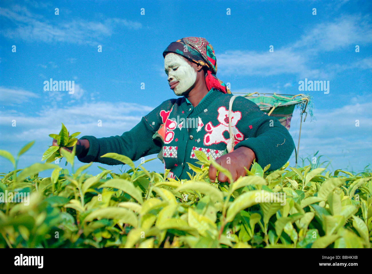 Magwa tea hi-res stock photography and images - Alamy