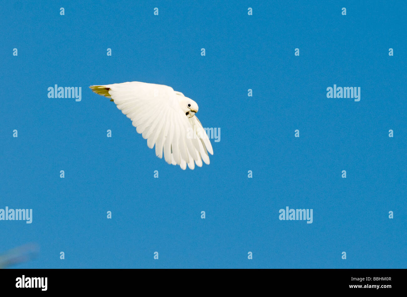 Philippine Cockatoo Cacatua haematuropygia Narra Palawan Philippines ...