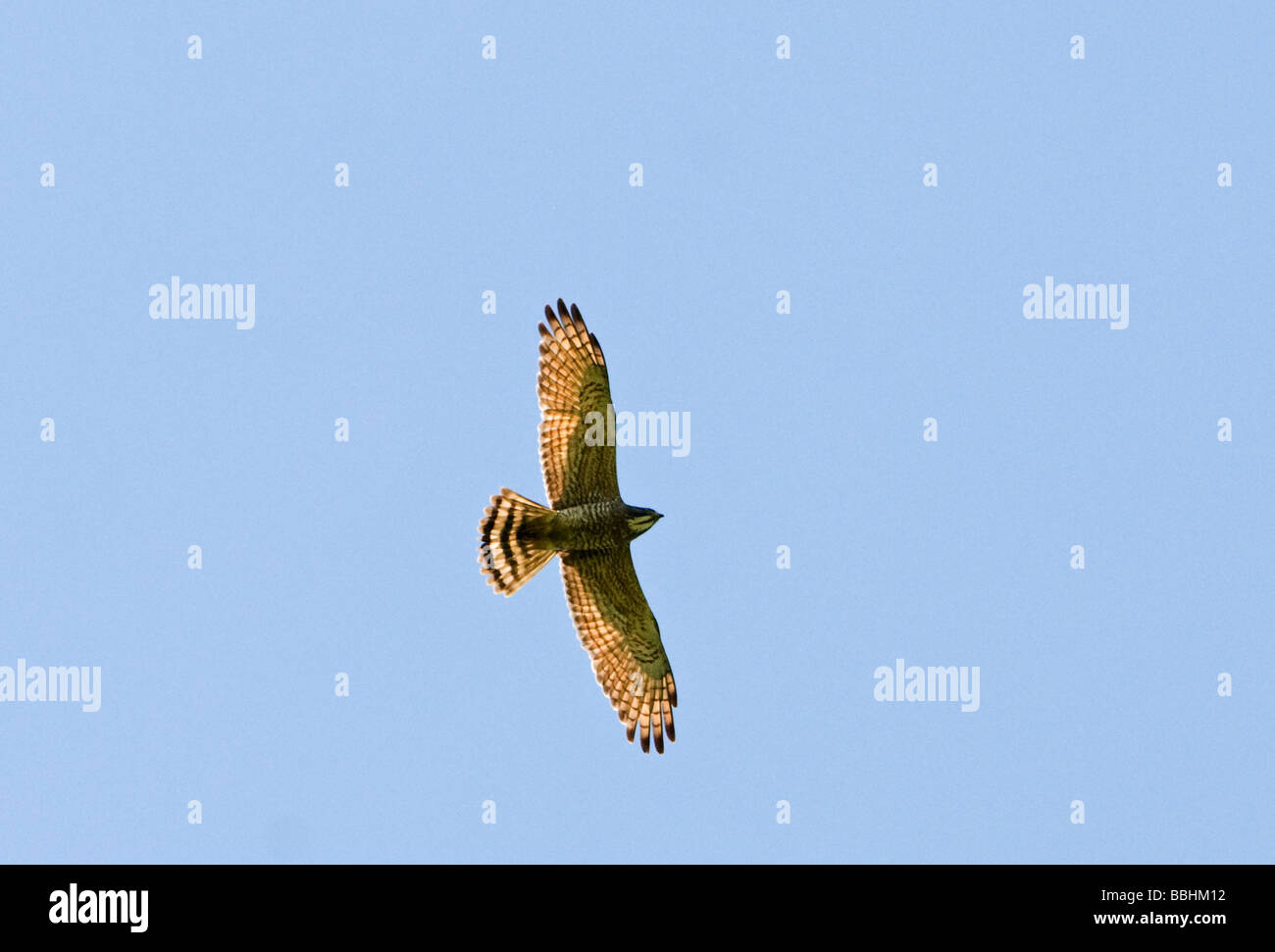Grey faced Buzzard Butastur indicus Palawan Philippines Stock Photo - Alamy