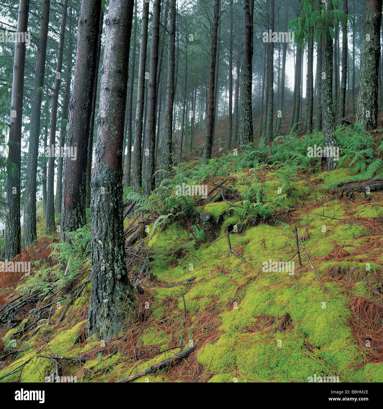 FERNS AND MOSS GROWING AMONG THE PINE TREES IN MPUMALANGA Stock Photo ...