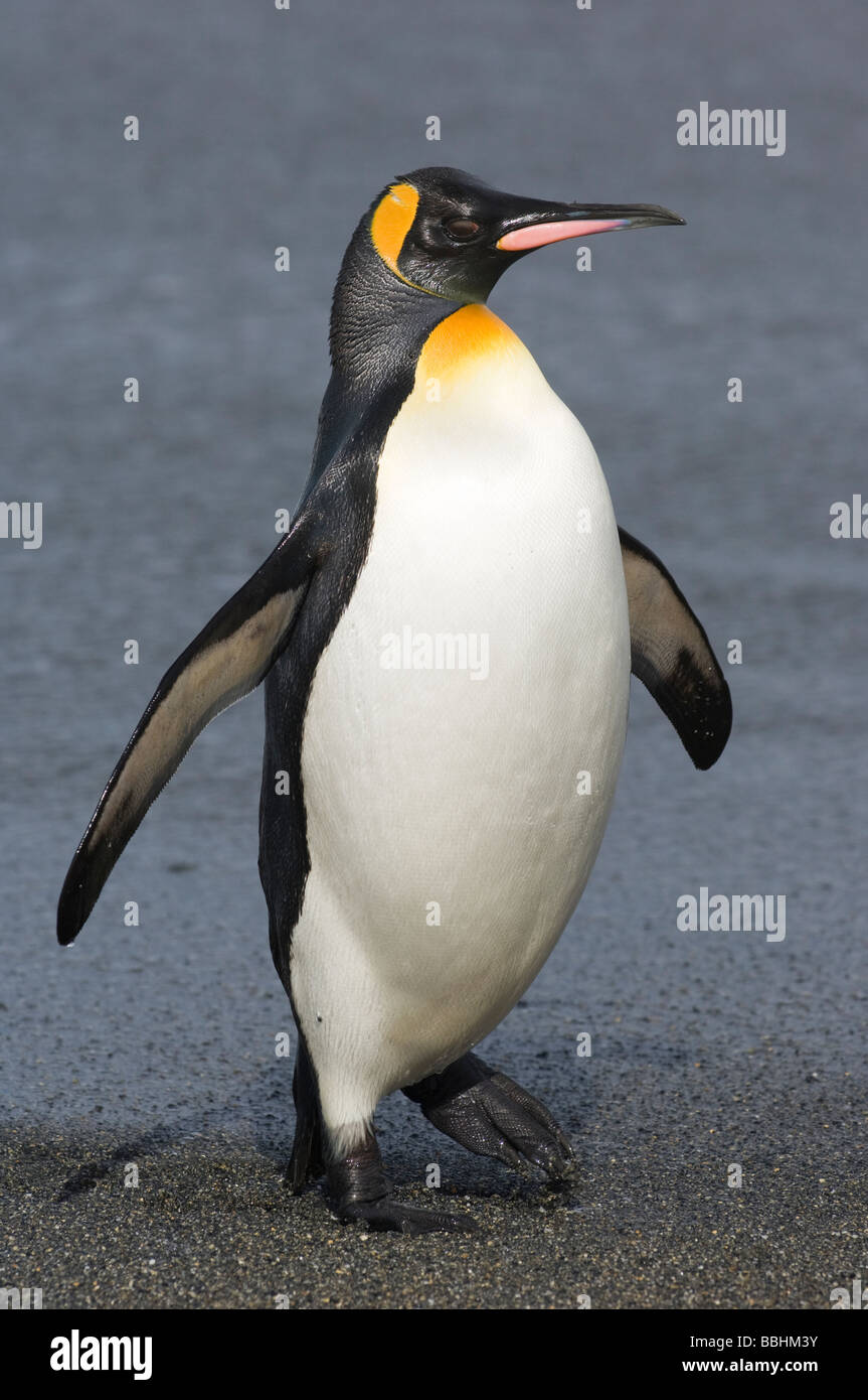 Coning hi-res stock photography and images - Alamy