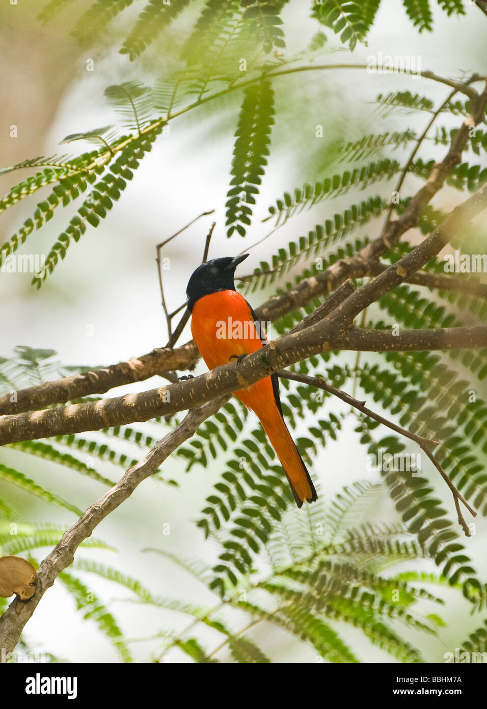 Scarlet Minivet Pericrocotus flammeus Palawan Philippines Stock Photo ...