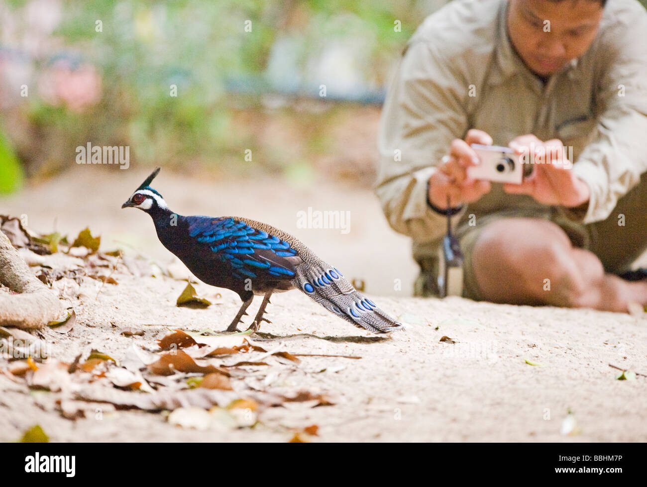 Palawan philippines endemic palawan peacock pheasant polyplectron ...