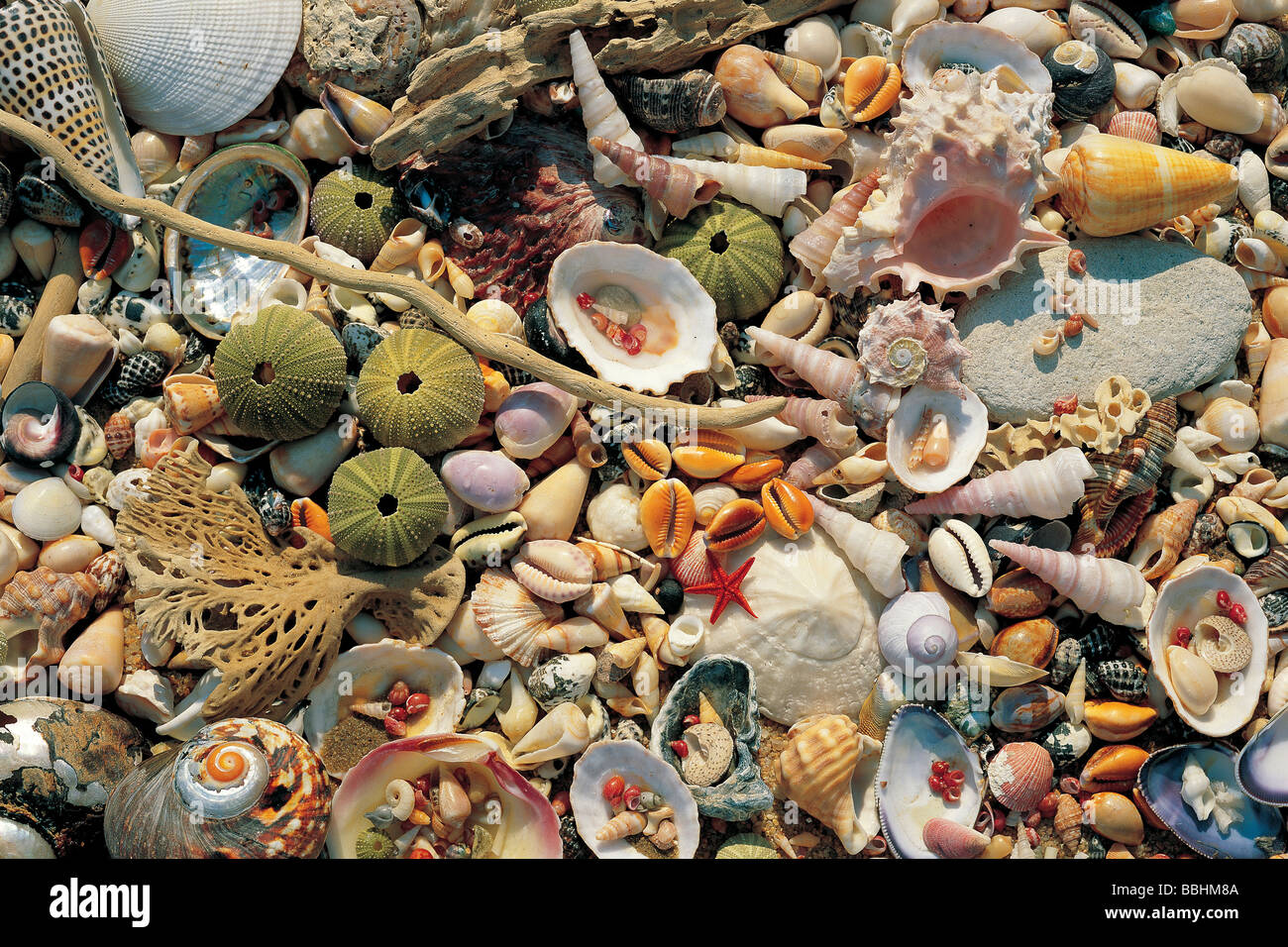 SEA SHELLS ON THE SHORELINES OF SOUTHERN AFRICA Stock Photo - Alamy