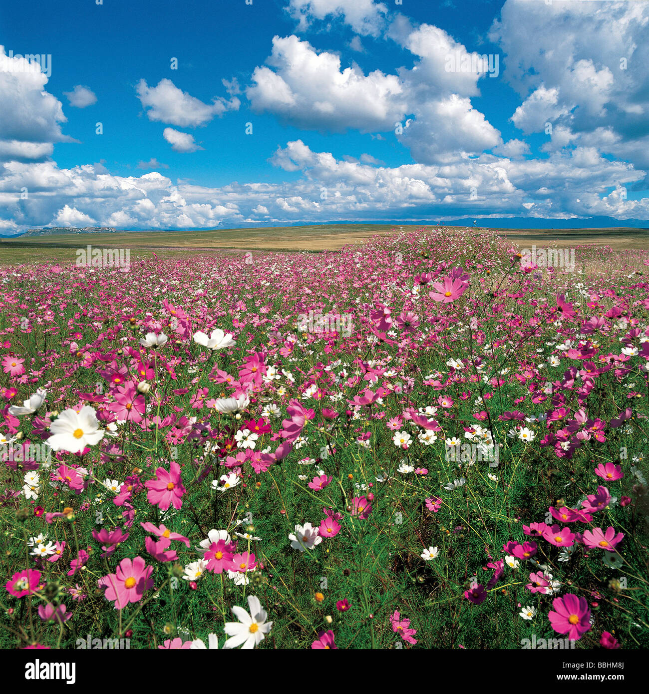 A FIELD OF COSMOS Stock Photo - Alamy