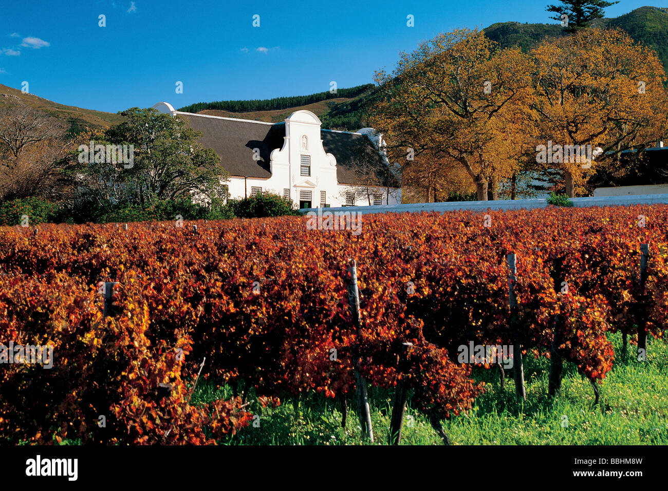 THE HISTORIC HOMESTEAD OF GROOT CONSTANTIA IN THE CAPE DUTCH STYLE WAS ...