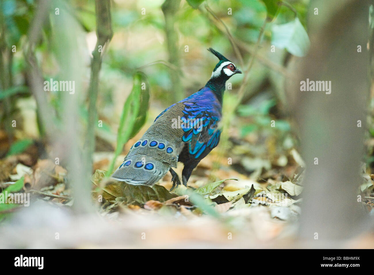 Palawan philippines endemic palawan peacock pheasant polyplectron ...