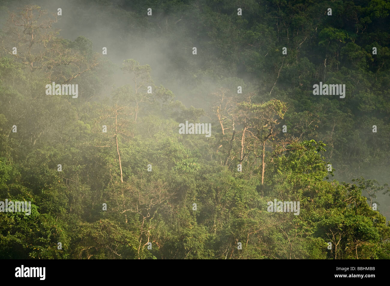 Steam rising from forest in Puerto Princesa Subterranean River National ...